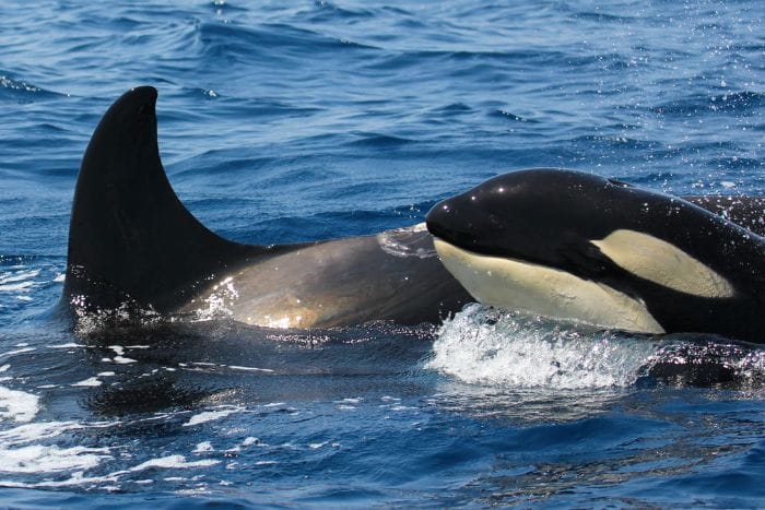 In Focus: Black antifoul suspected cause of orca attacks