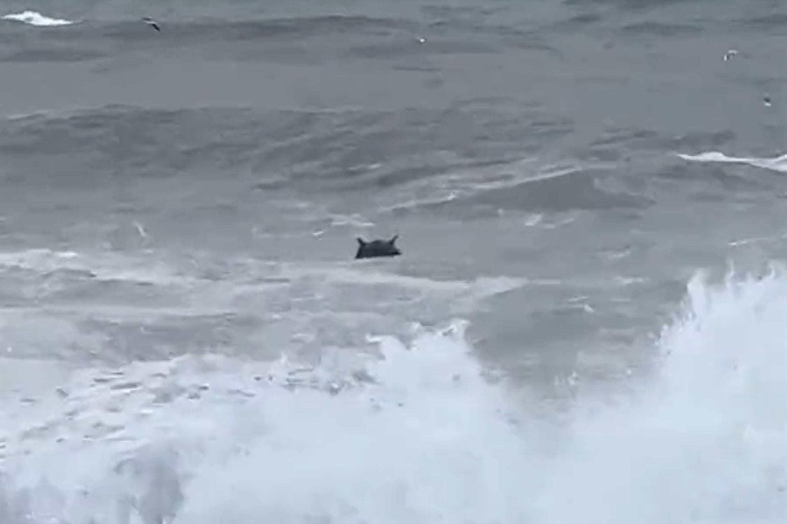 VIDEO: Drifting naval mine explodes on Georgian beach