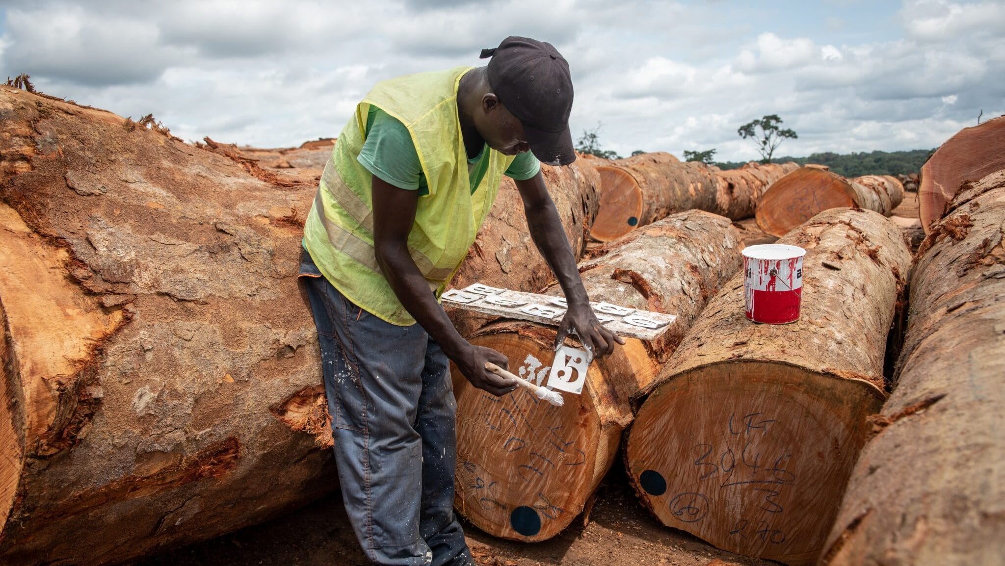 Sunseeker sentenced for importing Myanmar ‘blood’ teak